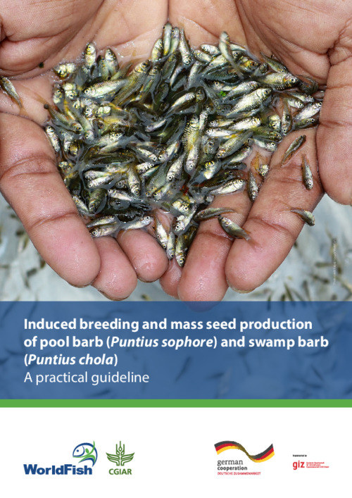 Induced breeding and mass seed production of pool barb (Puntius sophore ...