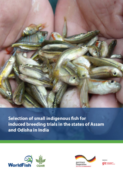 Selection of small indigenous fish for breeding trials in the states of ...